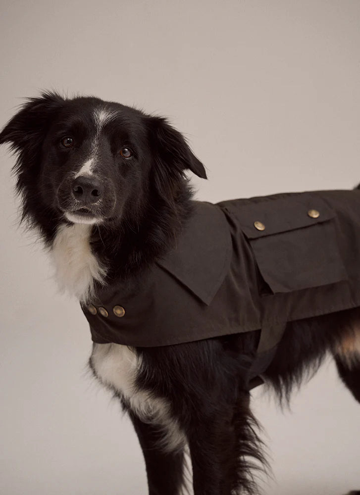 Winter Care Tips for Your Dog: Treats, Toys, and More – JurassicBarkUK